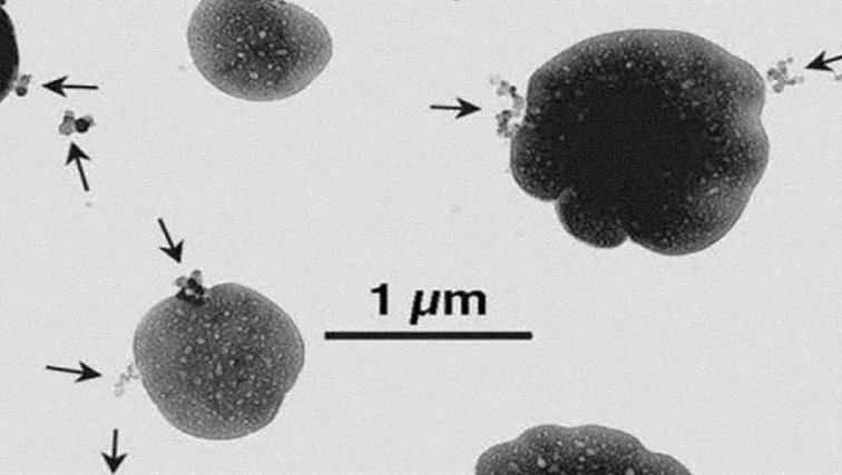 Biodiversiteit in kaart brengen met fijnstoffilters